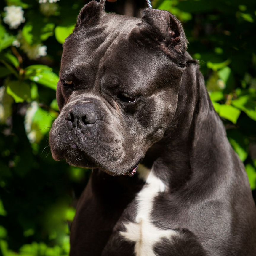 Щенки кане корсо