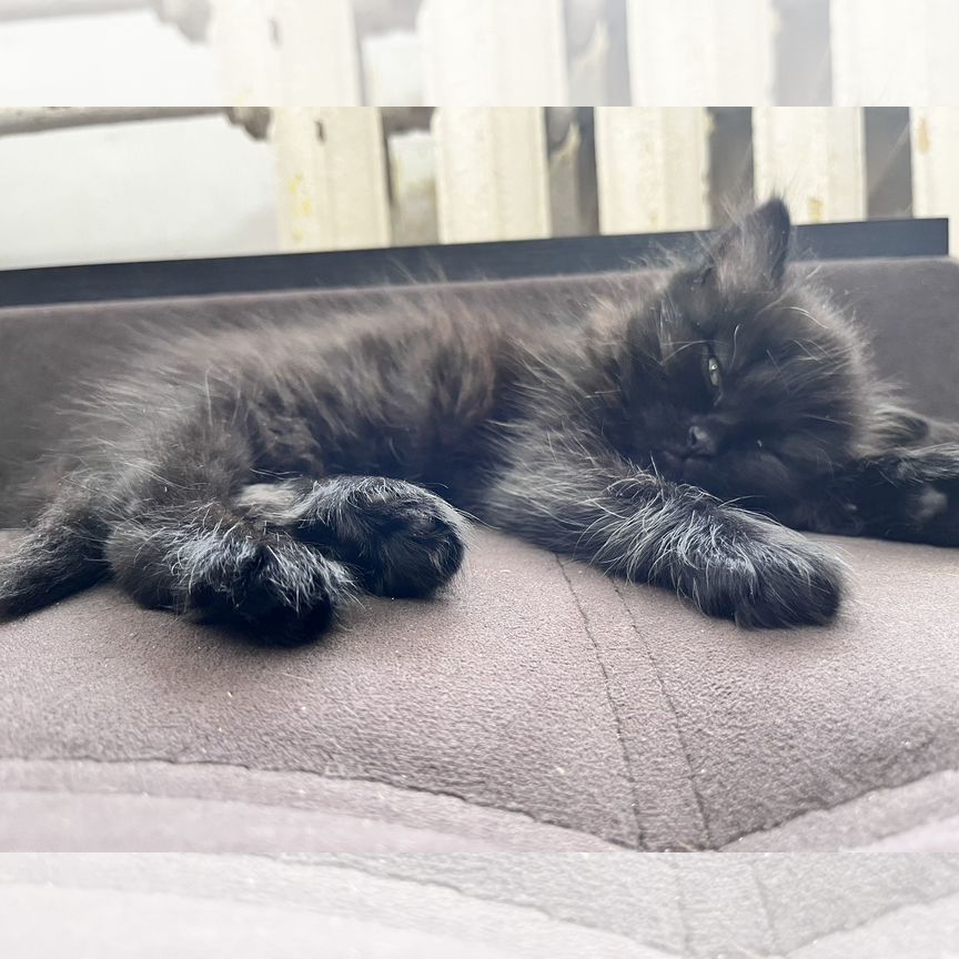 Котята 3 месяца