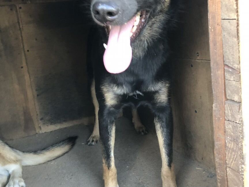 Собачка- охраница в дом