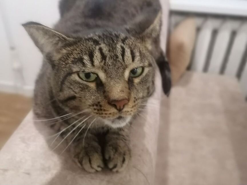Кошка