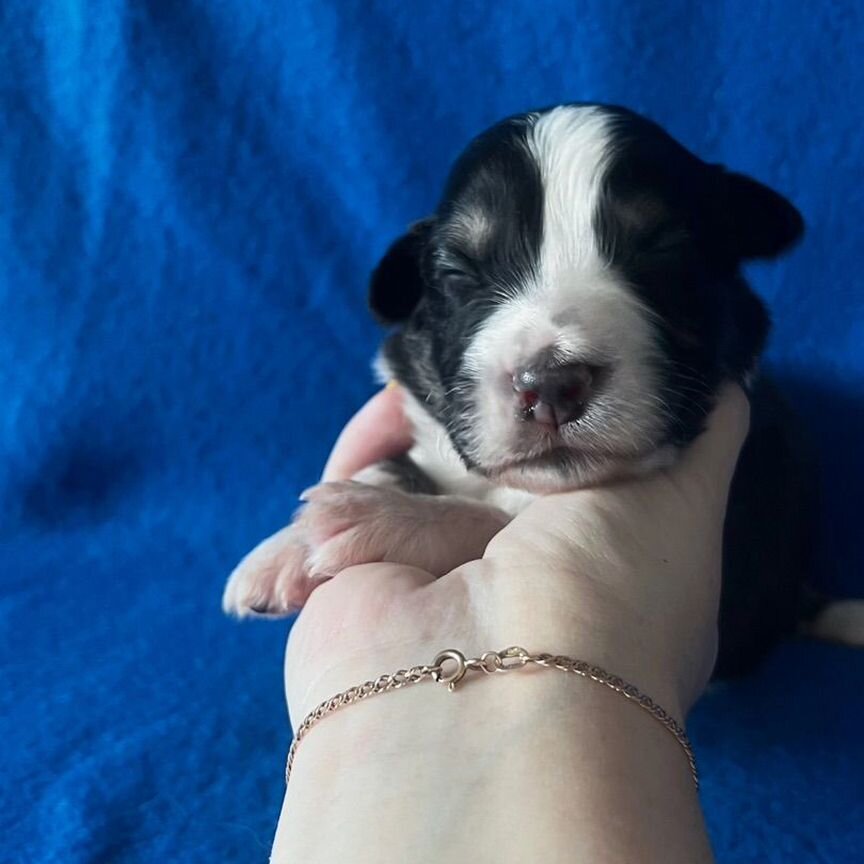 Аусси дети