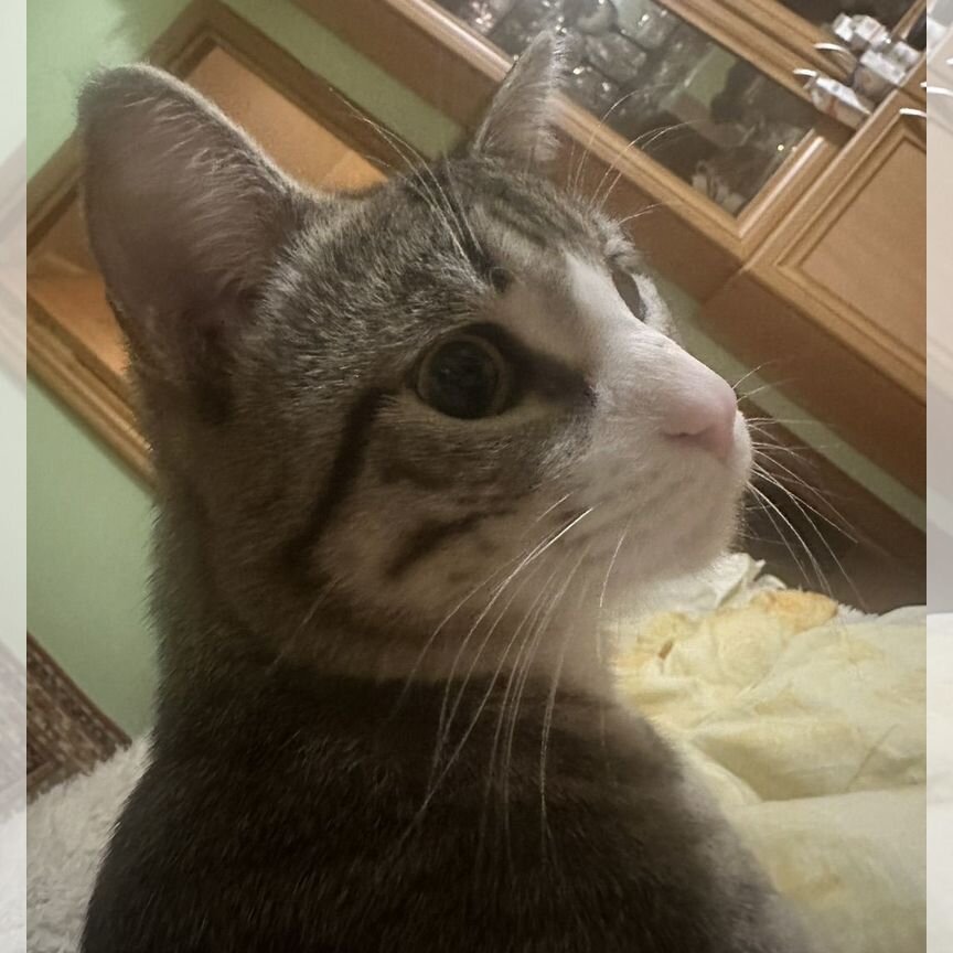 Европейский короткошёрстный кот, взрослый