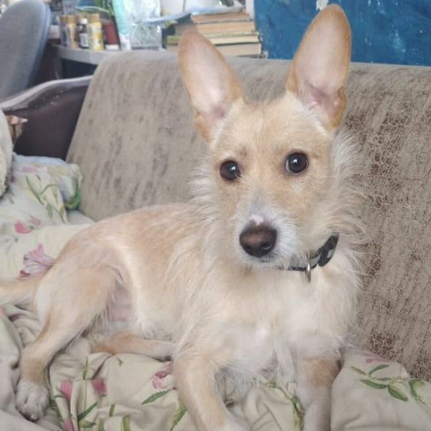 Лисенок ищет дом