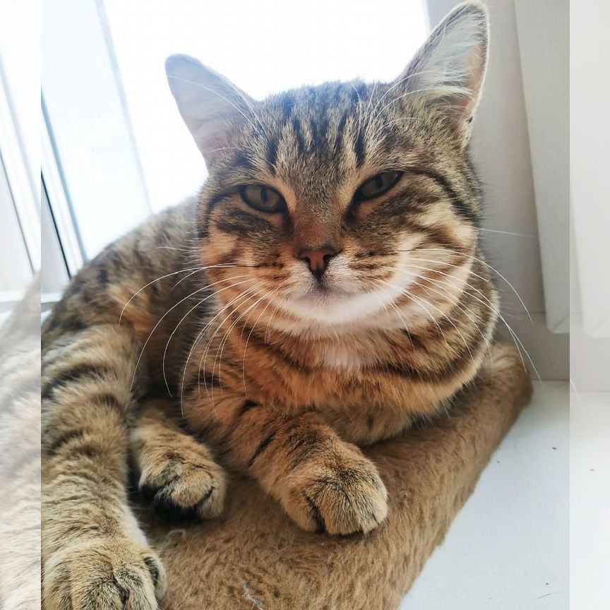 Котенок мальчик 7 месяцев