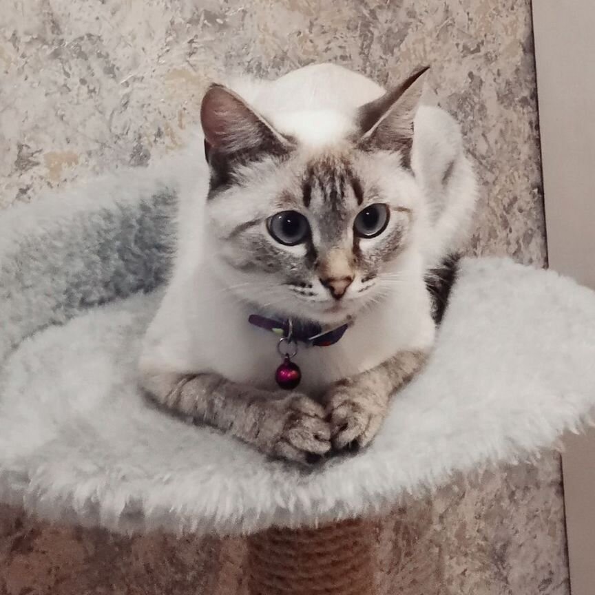 Тайский котёнок