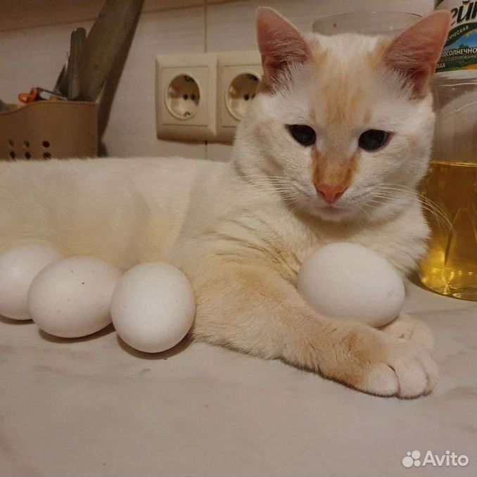 Тайский кот вязка