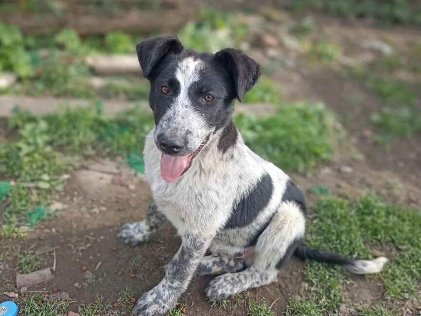 Мальчик 5 месяцев мама курцхаар