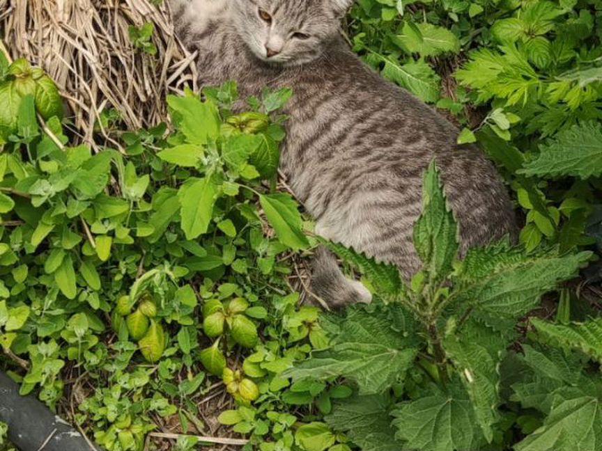 Котенок ищет дом и своего человека