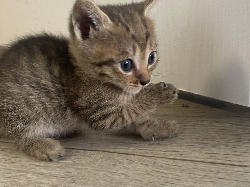 Котенок в добрые руки бесплатно