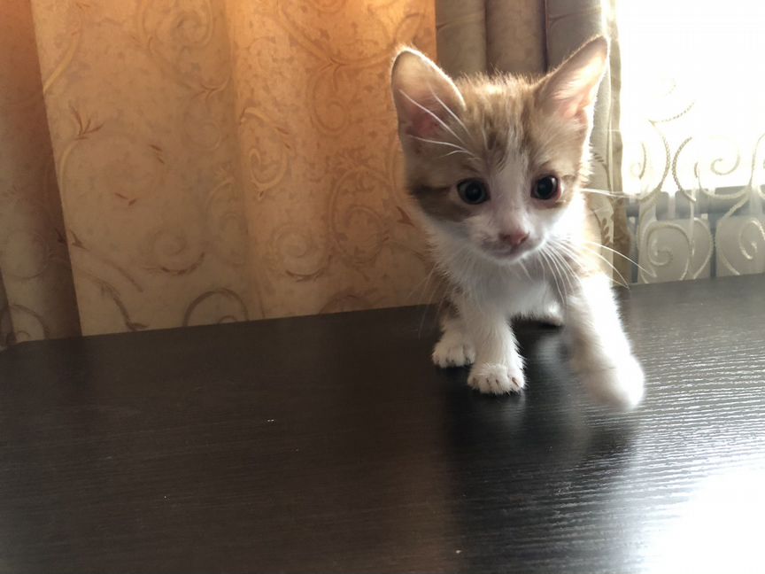 Котенок рыжий мальчик