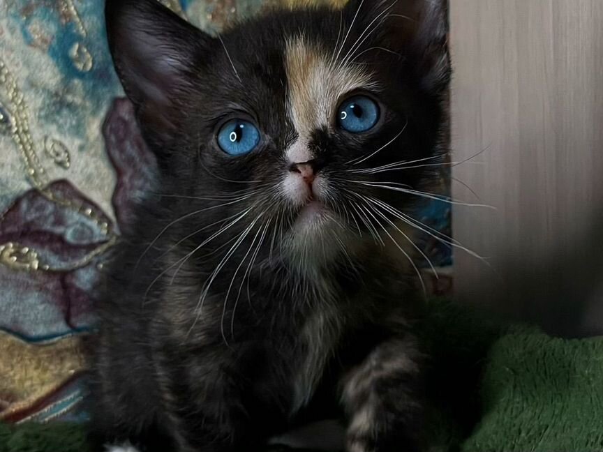 Девочка дбе