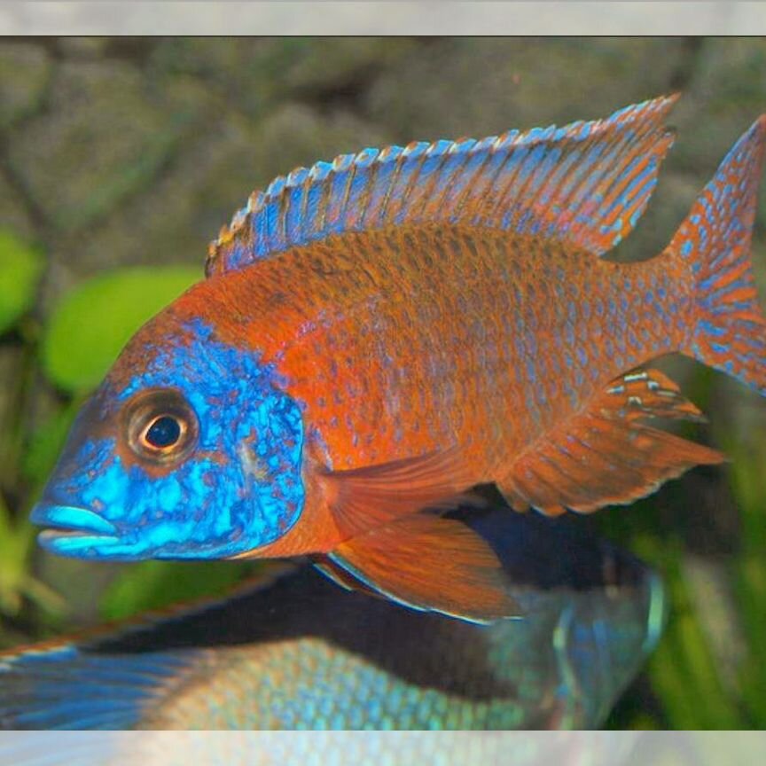 Аулонокара Рэд Рубин