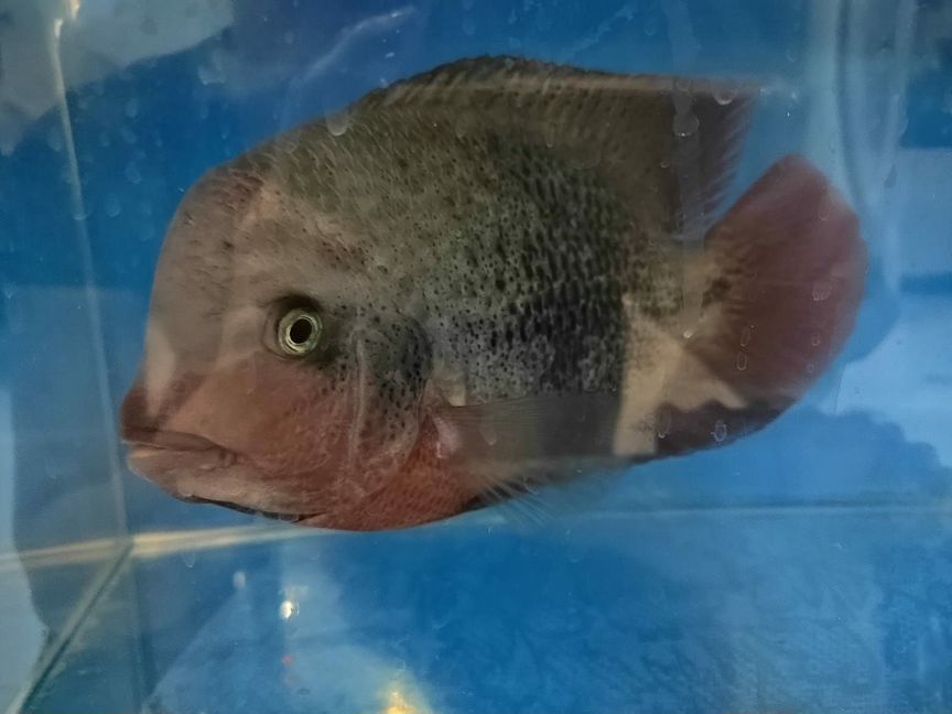 Вьеха -рыба аквариумная