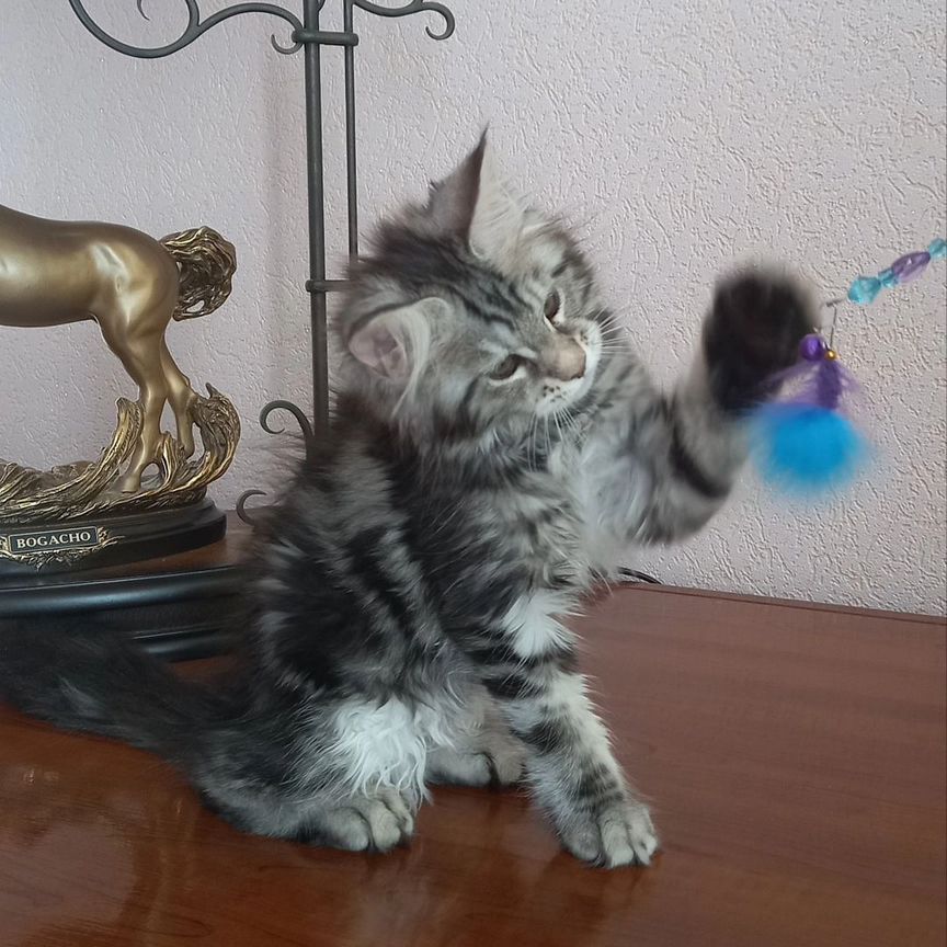 Котёнок с документами