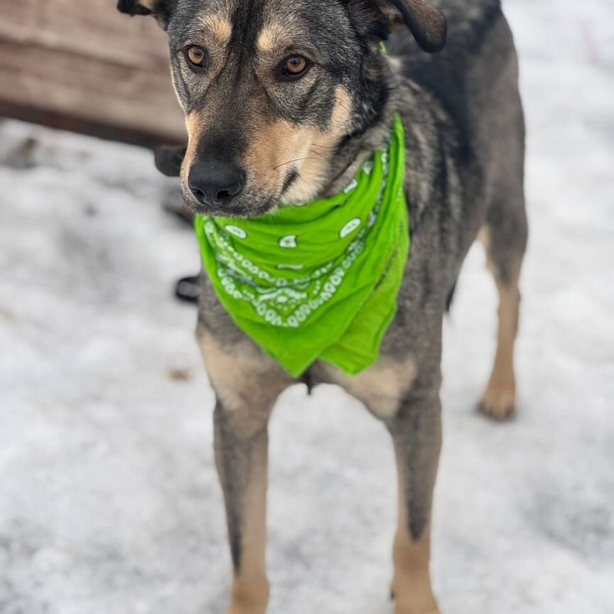 Собака в добрые руки