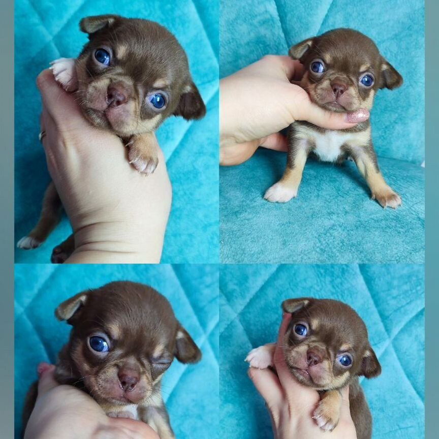 Очаровательные пупсики