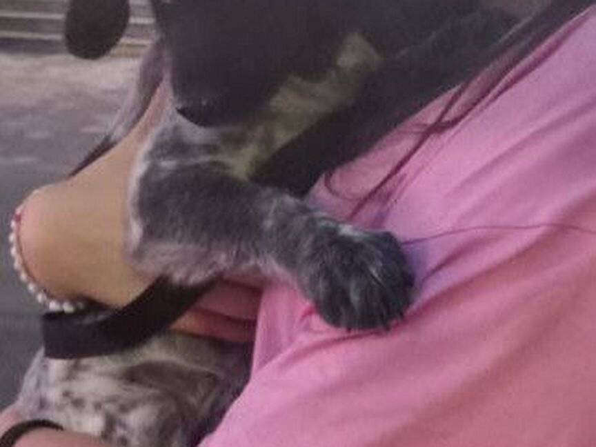 Помесь русского спаниеля (девочка)