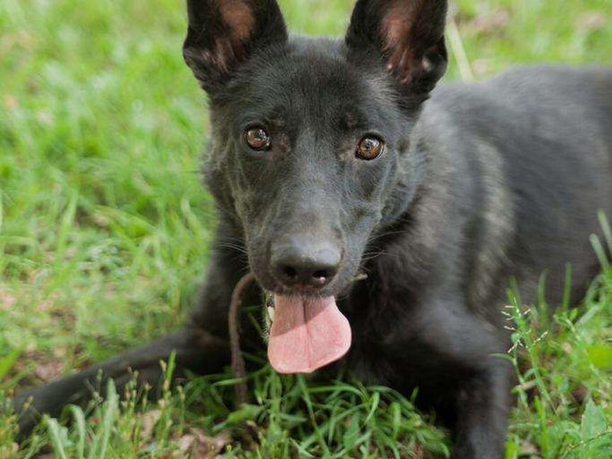 Метис немецкой овчарки в добрые руки