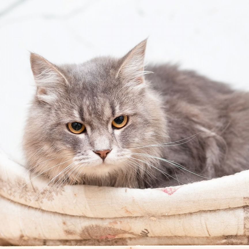 Взрослый кот в добрые руки