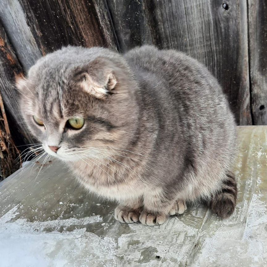 Шотландская вислоухая короткошёрстная, взрослая кошка