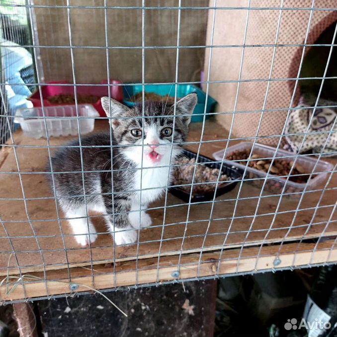 Котёнок Митенька в самые добрые руки