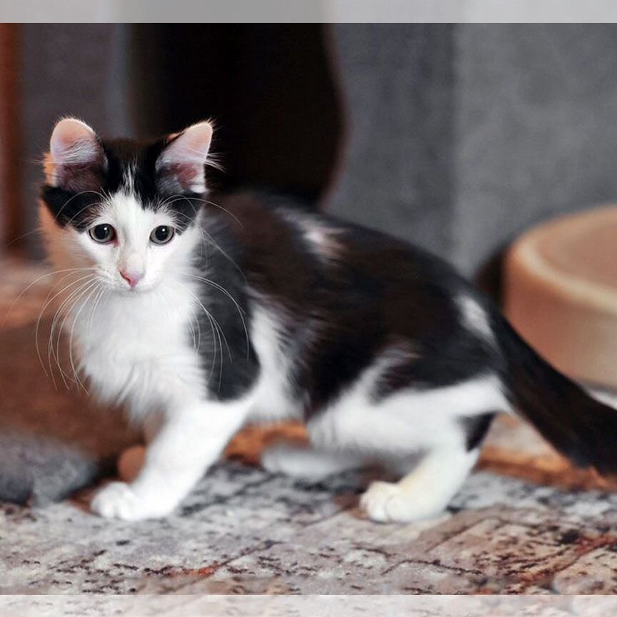 Котёнок в добрые руки