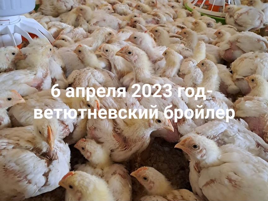 Ветютневский бройлер