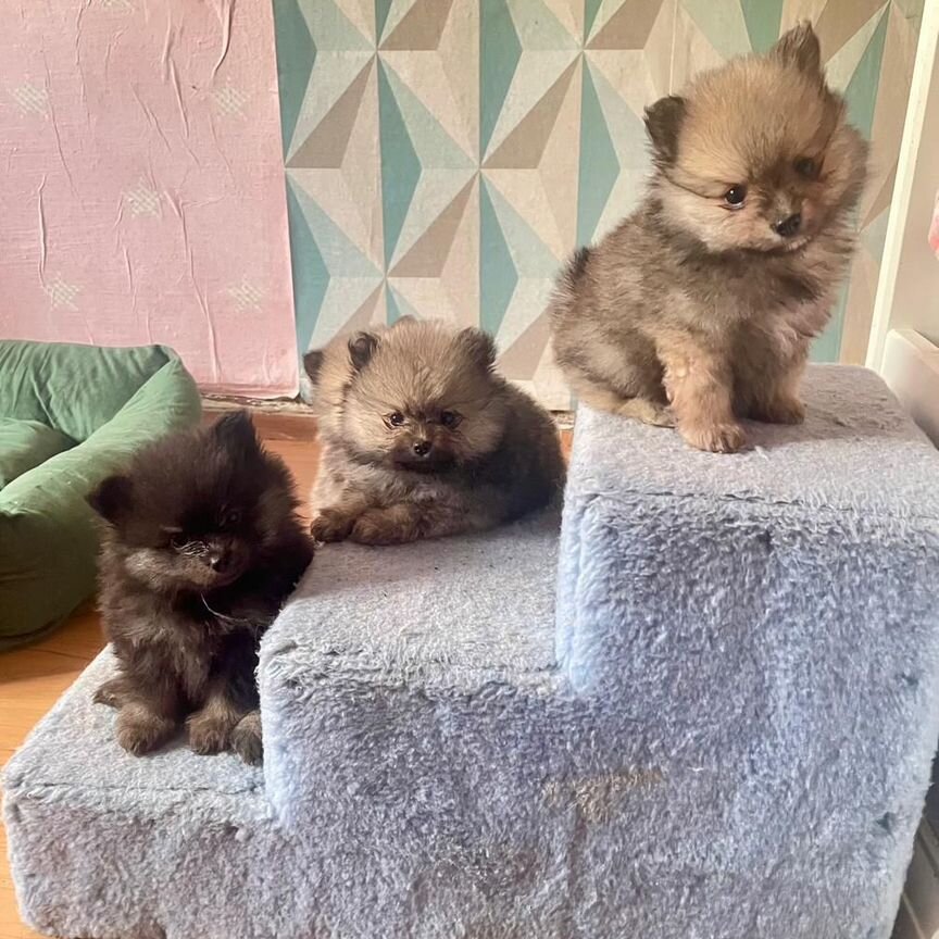 Продаём малышей шпицев