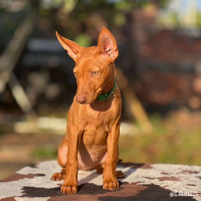 Чирнеко дель этна