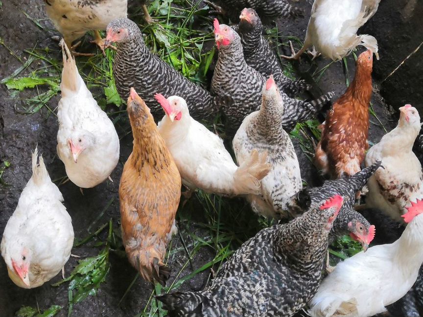 Молодые петухи