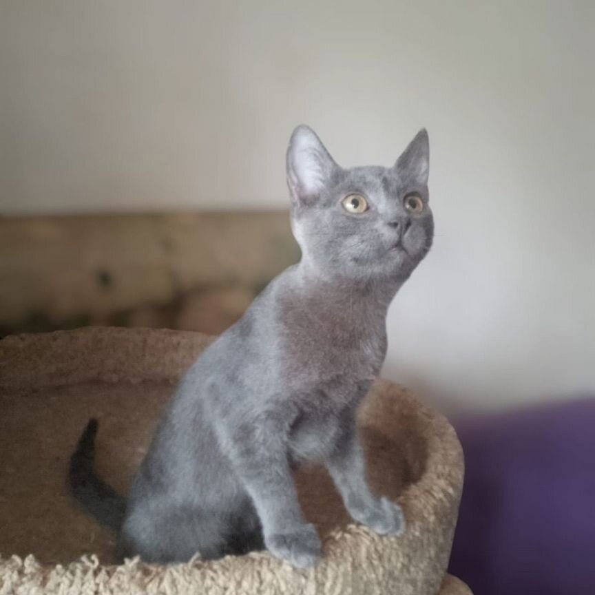 В дар серый котенок девочка