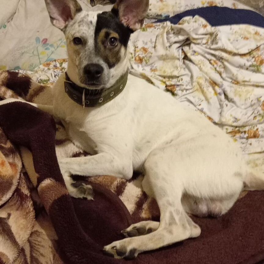 Собачка юки