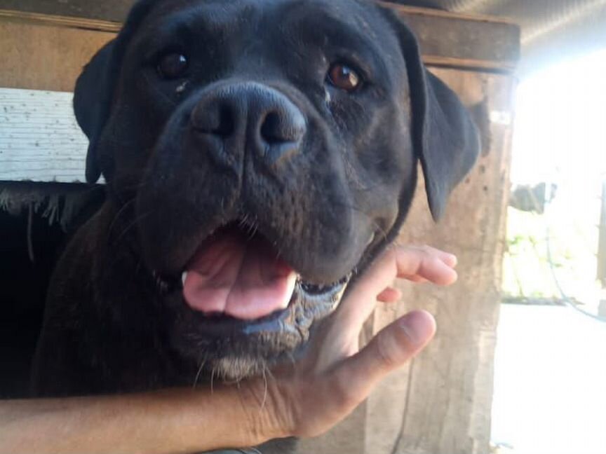 Сука Кане Корсо 2 года