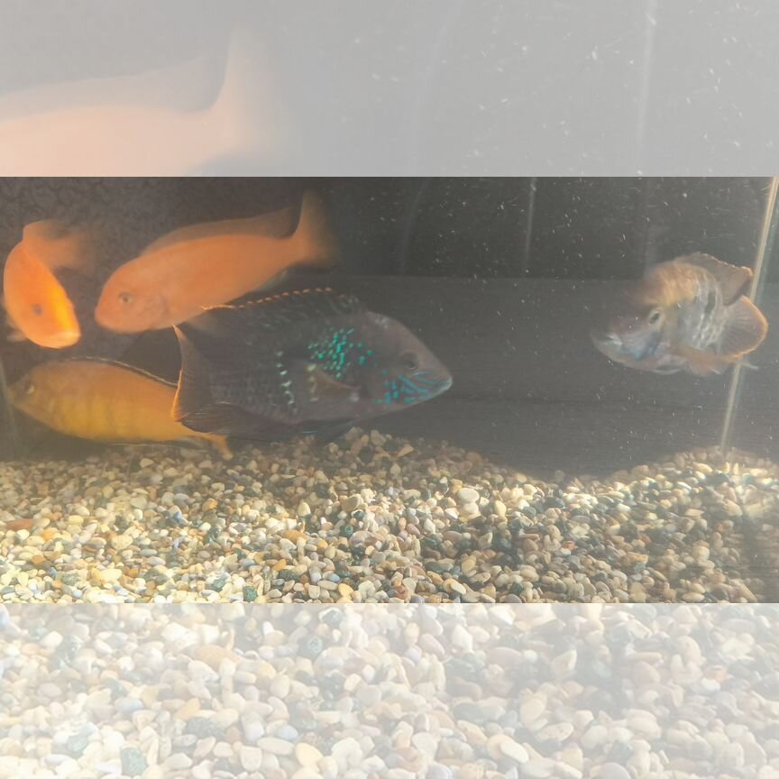 Акара бирюзовая и Малавийцы