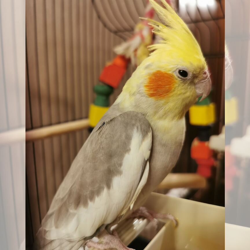 Попугай корелла с клеткой