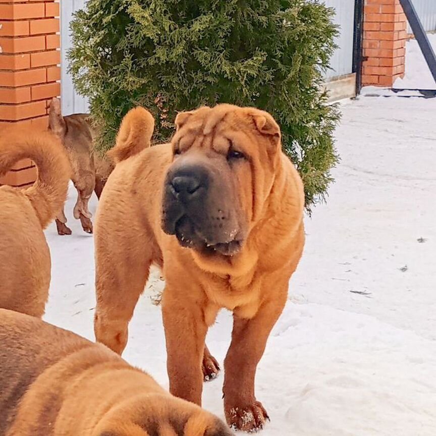 Шарпей