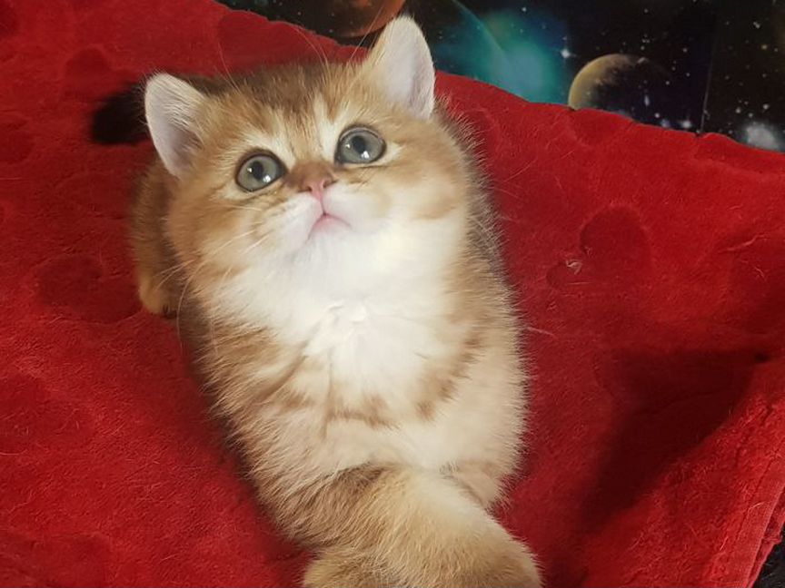Шикарные золотые котята