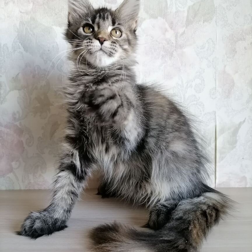 Котята мейн-кун