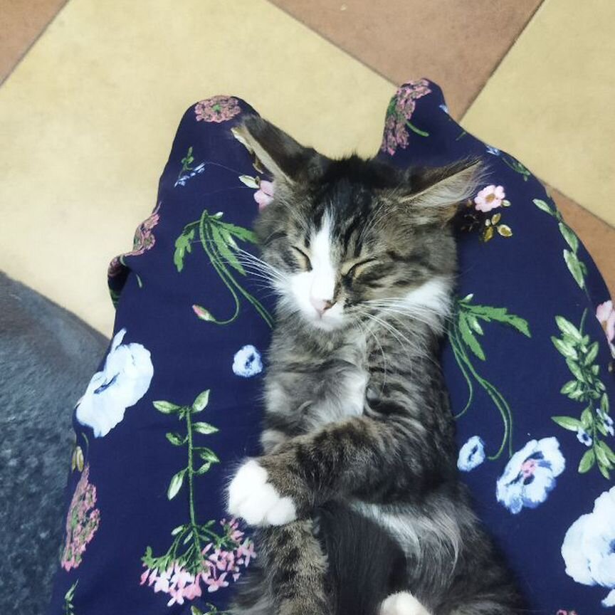 Котёнок девочка