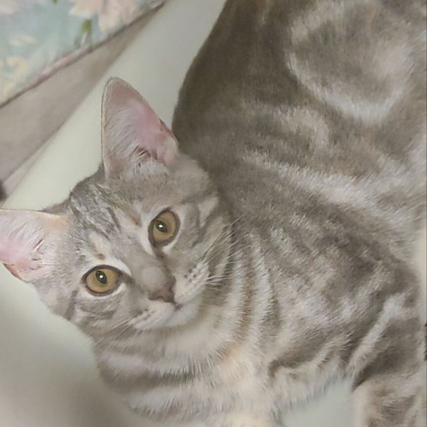 Масяня 6мес