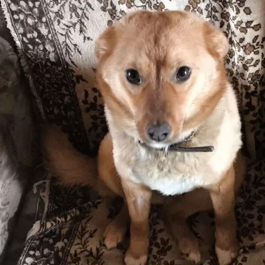 Взрослая собака в добрые руки