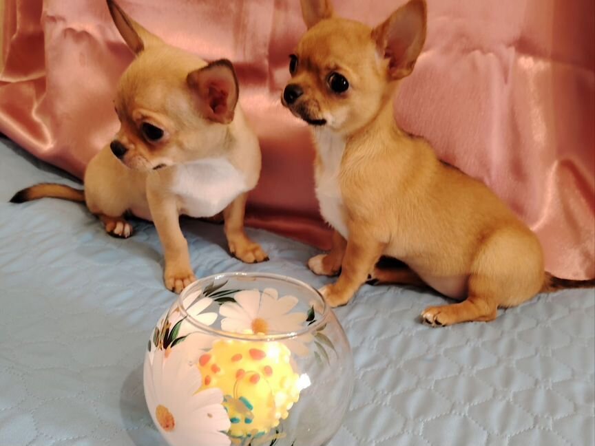 Сладкие детки