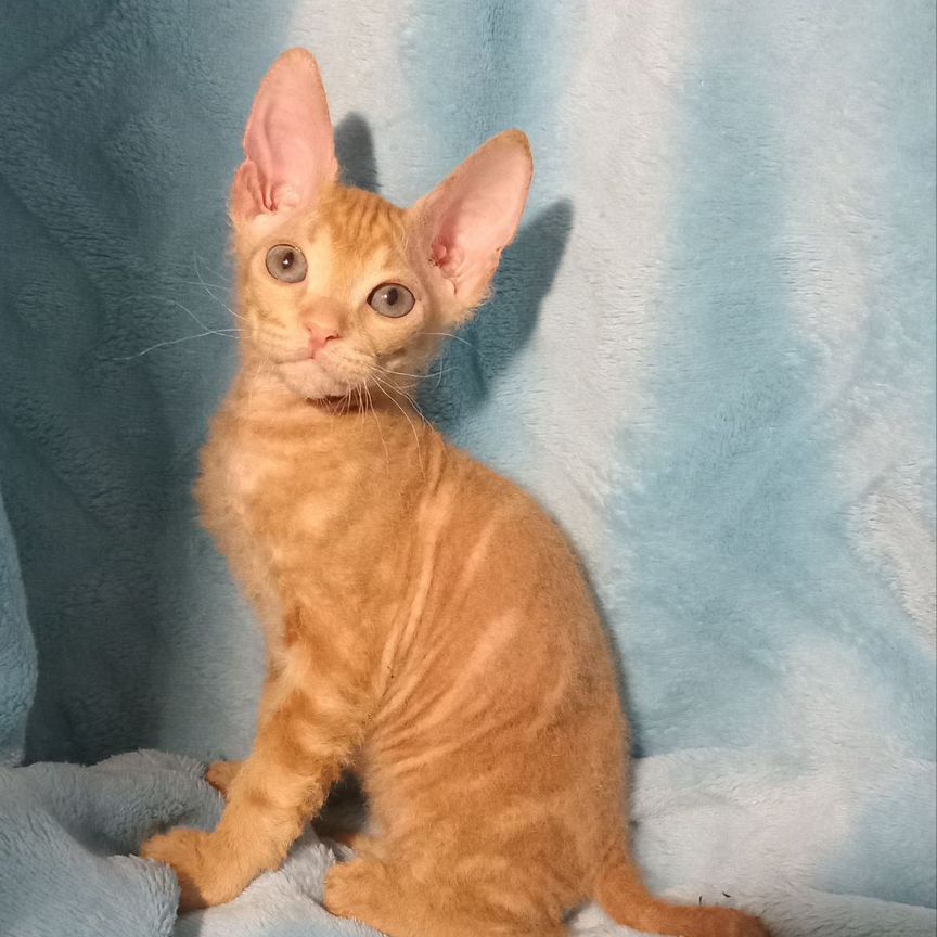Донской сфинкс котёнок