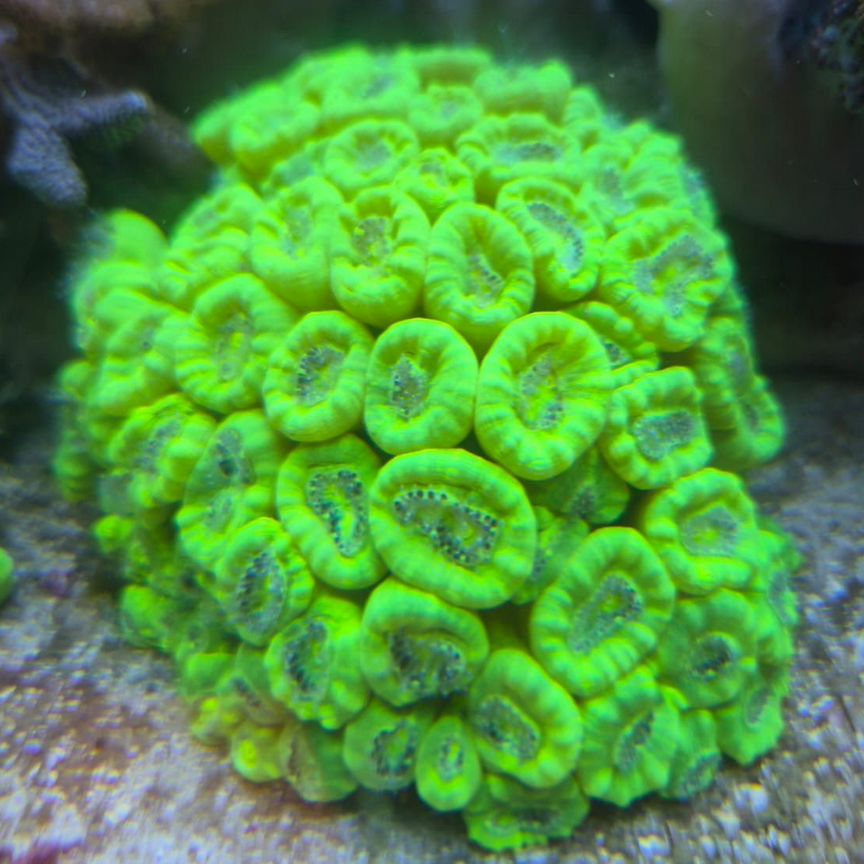 Кораллы кауластрея/ caulastrea curvata