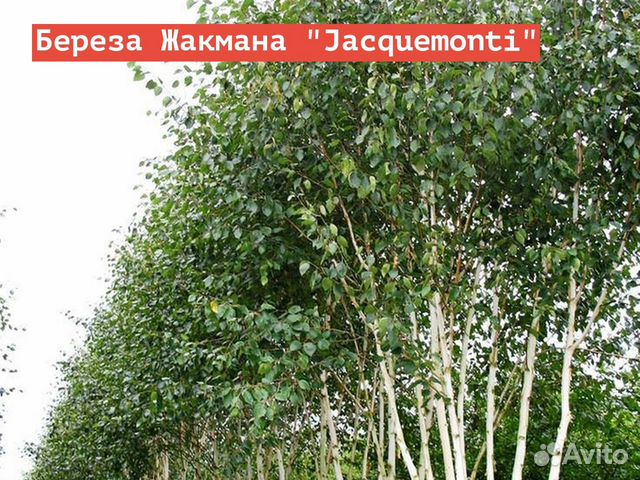 Береза Жакмана Jacquemonti /о/с 12-14 300-350 купить в Москве | Товары ...