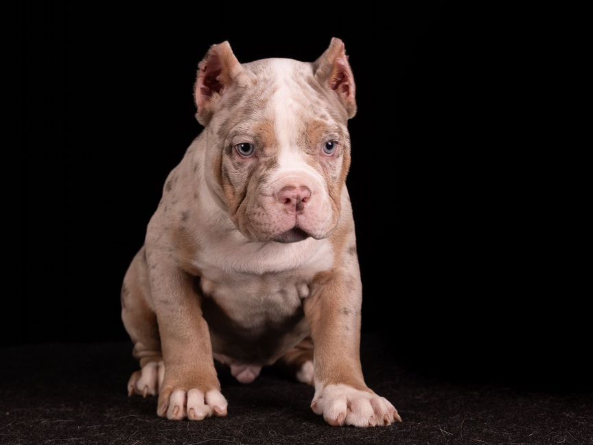 Супер Американский Булли