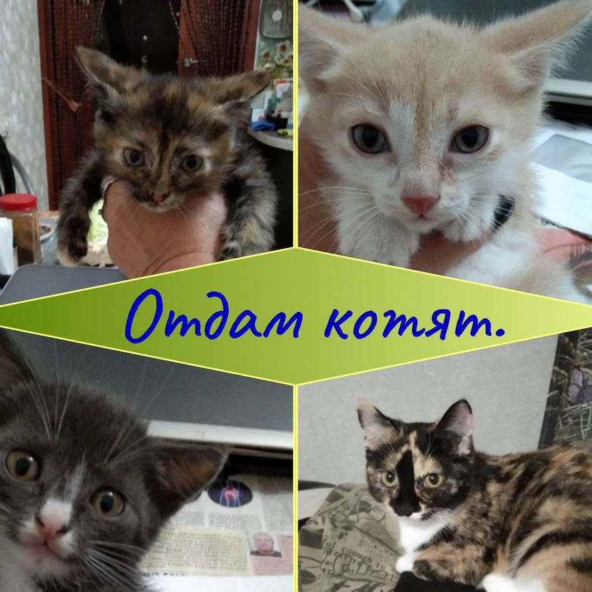 Домашние животные котята