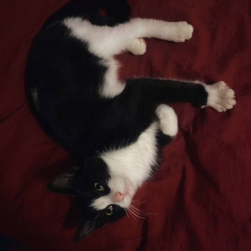 Котенок ищет любящие ручки