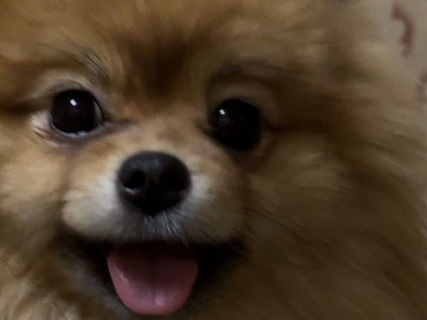 Ищем шпица мальчика "медведь" для девочки