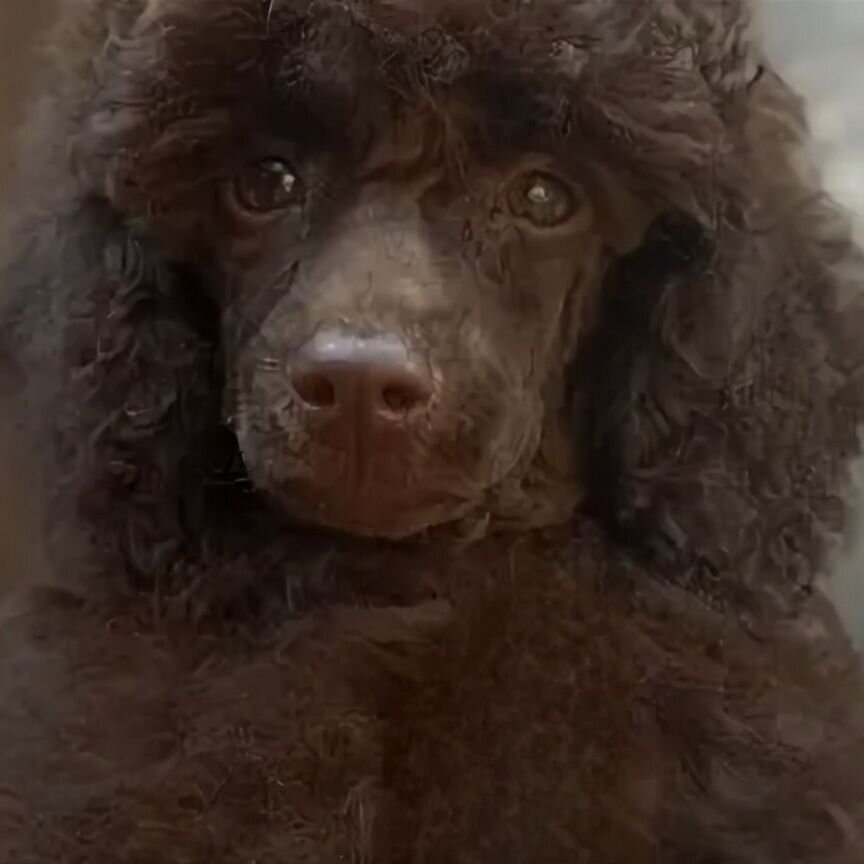 Пудель, взрослый пёс